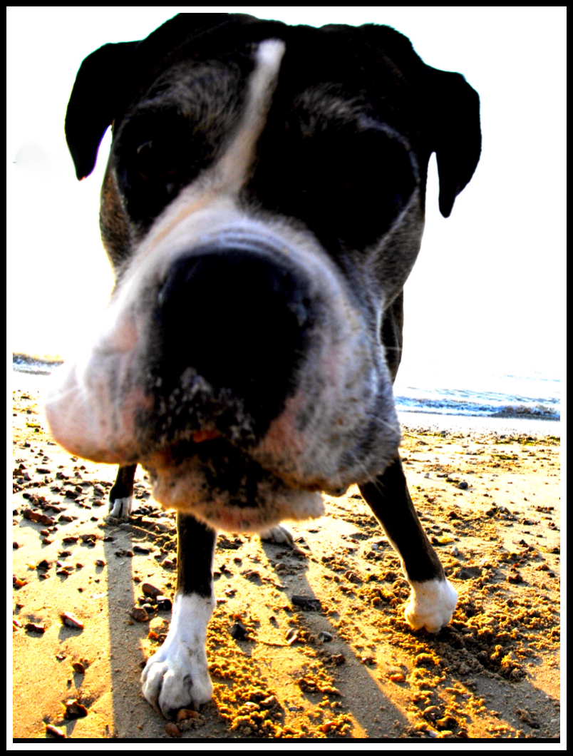 | Here is ‘Bruce THE Boxer’iChristian