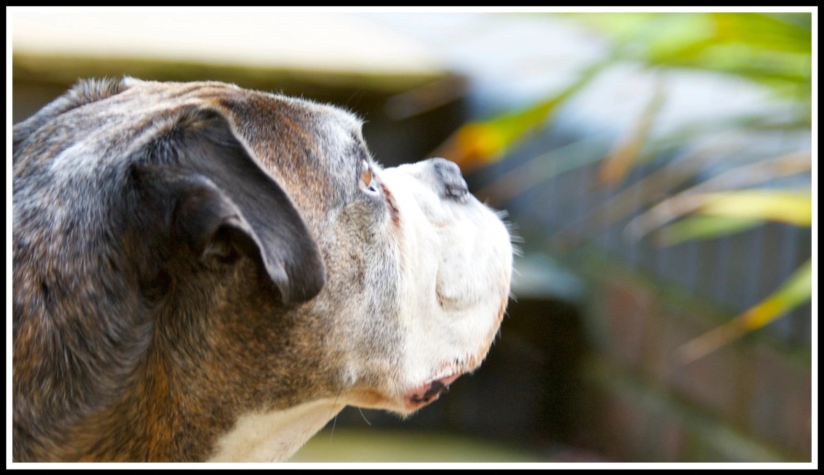 | Here is ‘Bruce THE Boxer’iChristian