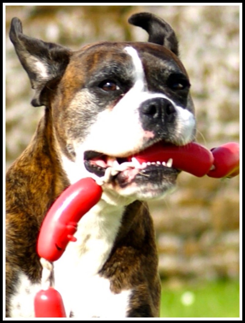 | Here is ‘Bruce THE Boxer’iChristian