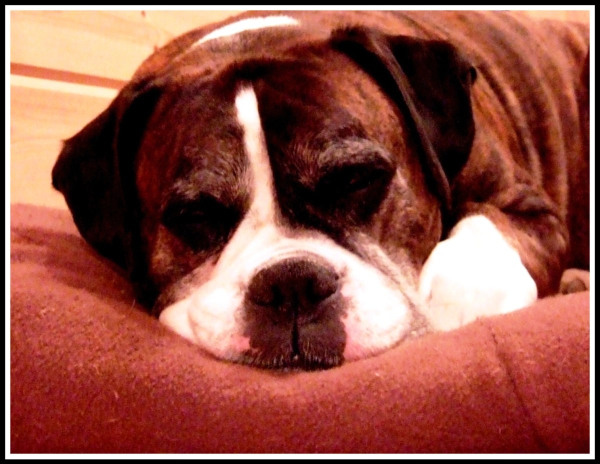 | Here is ‘Bruce THE Boxer’iChristian