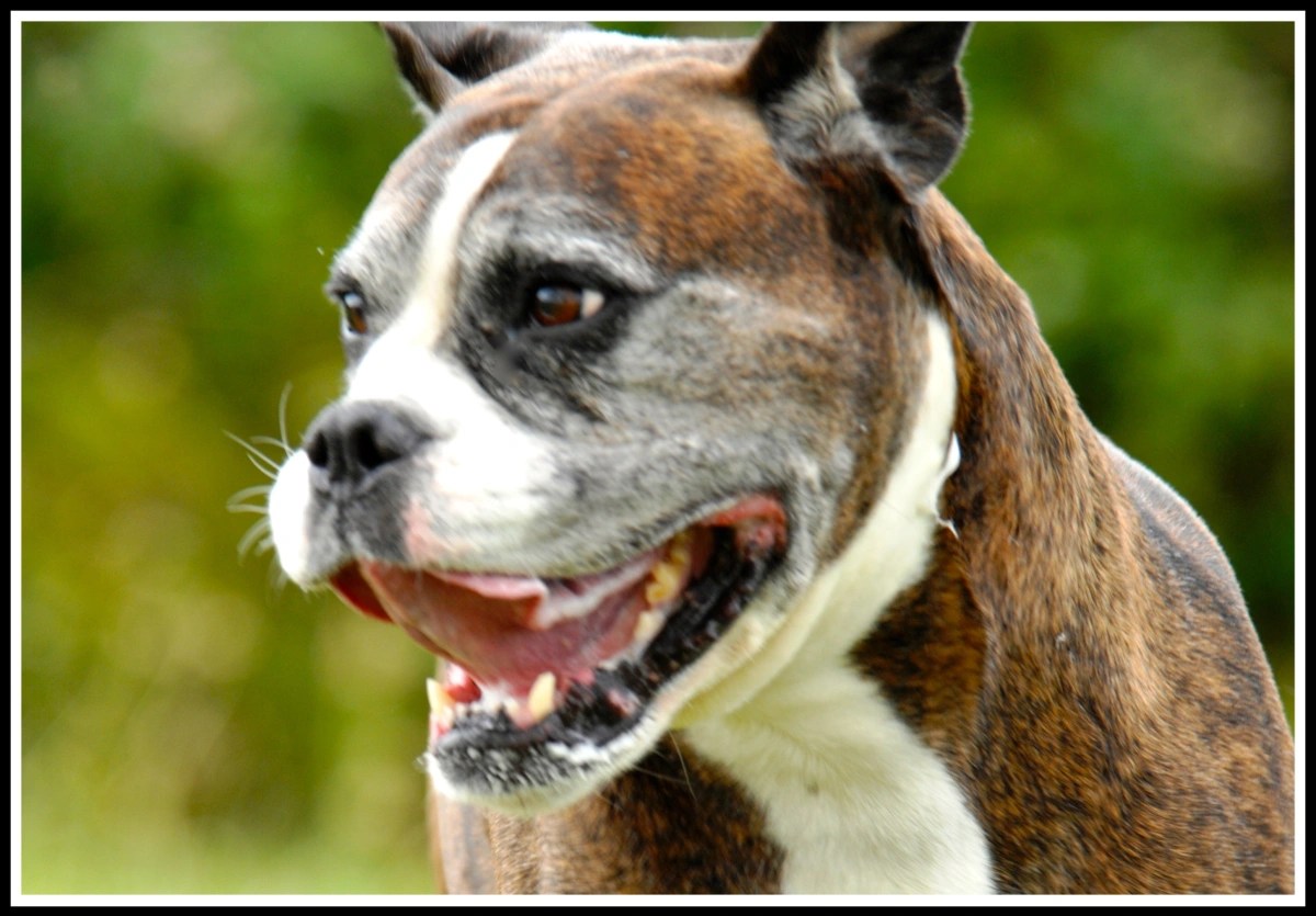| Here is ‘Bruce THE Boxer’iChristian
