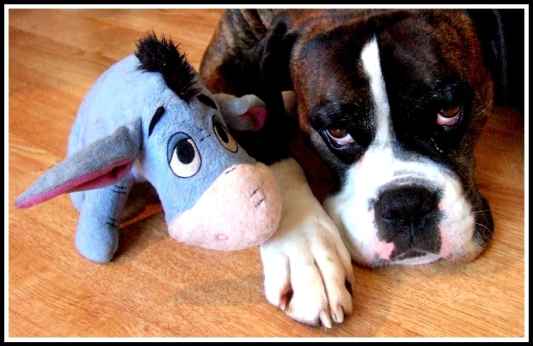 | Here is ‘Bruce THE Boxer’iChristian